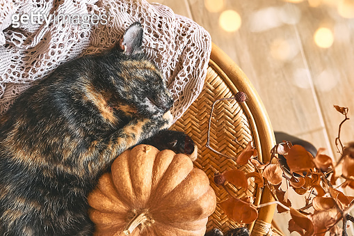 Cute tortoiseshell cat with pumpkin. Tortoiseshell kitty sleeping ...