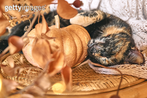 Cute tortoiseshell cat with pumpkin. Tortoiseshell kitty sleeping ...