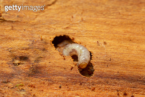 European spruce bark beetle larva, Ips typographus damage on fir wood ...