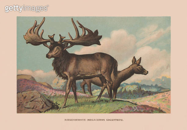 Irish elk (Megaloceros giganteus), extinct, chromolithograph, published ...