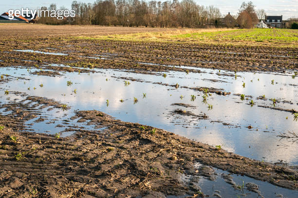 Field saturated with water 이미지 (1383414128) - 게티이미지뱅크