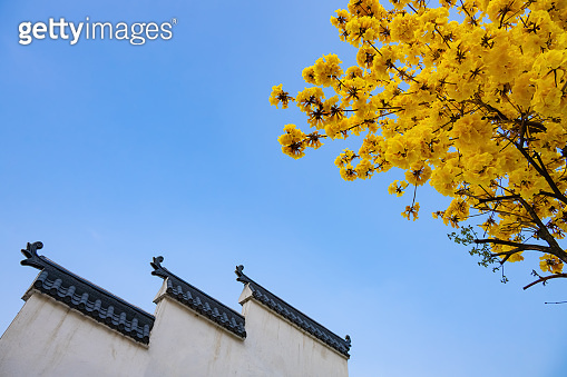 traditional Chinese building and blooming Guayacan or Handroanthus ...