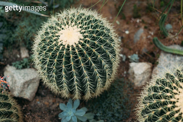 Echinocactus grusonii, the golden barrel cactus, golden ball or mother ...