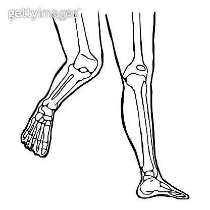 Human legs hand drawn icon. Anatomical structure of the knee and ankle ...