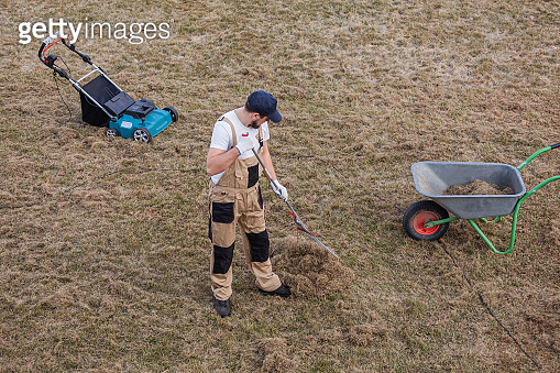 Scarifying lawn with rake and scarifier, Man gardener scarifies the ...