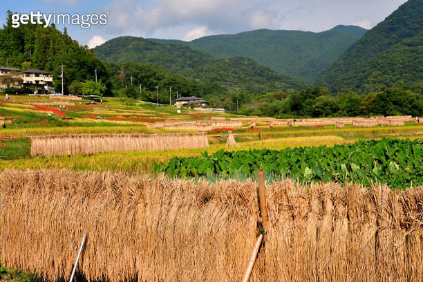 Terasaka Rice Terraces in Autumn, located in Chichibu, Saitama ...