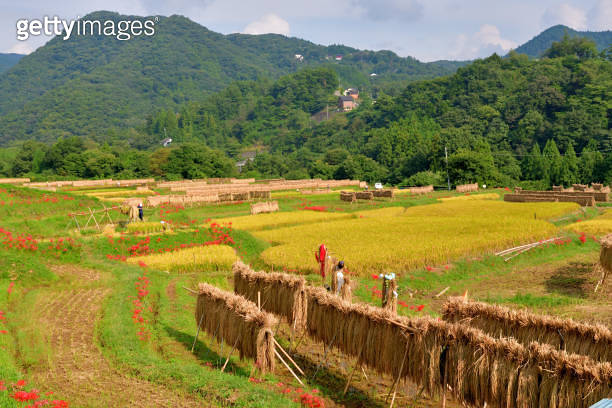 Terasaka Rice Terraces in Autumn, located in Chichibu, Saitama ...