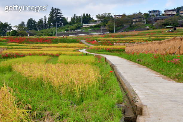 Terasaka Rice Terraces in Autumn, located in Chichibu, Saitama ...