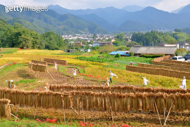 Terasaka Rice Terraces in Autumn, located in Chichibu, Saitama ...