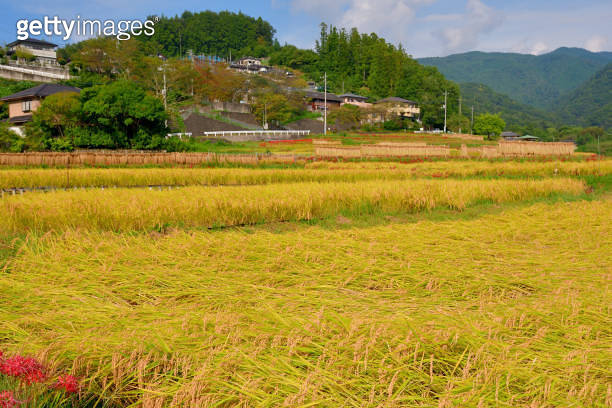 Terasaka Rice Terraces in Autumn, located in Chichibu, Saitama ...