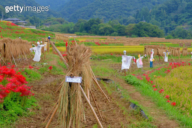 Terasaka Rice Terraces in Autumn, located in Chichibu, Saitama ...