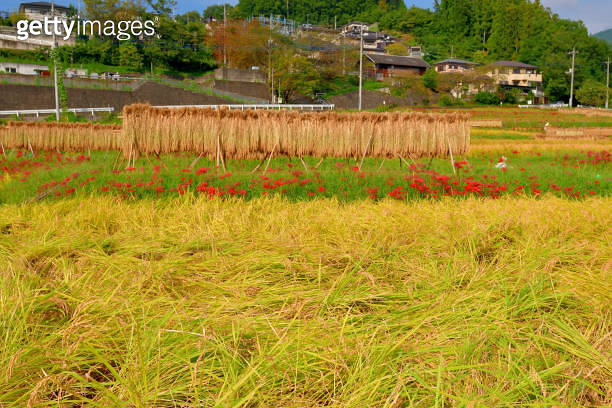 Terasaka Rice Terraces in Autumn, located in Chichibu, Saitama ...