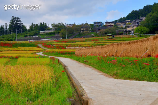 Terasaka Rice Terraces in Autumn, located in Chichibu, Saitama ...