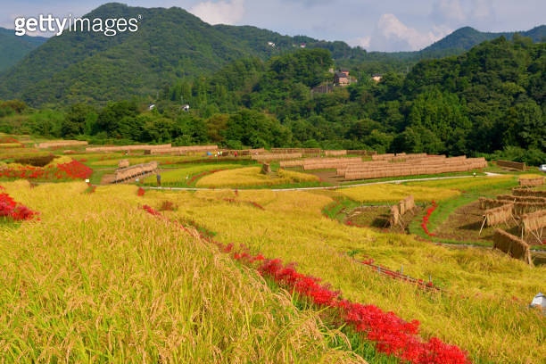 Terasaka Rice Terraces in Autumn, located in Chichibu, Saitama ...