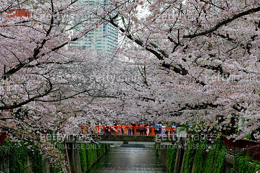 Cherry Blossom Viewing (Hanami) along Meguro River in Tokyo (1389509336 ...
