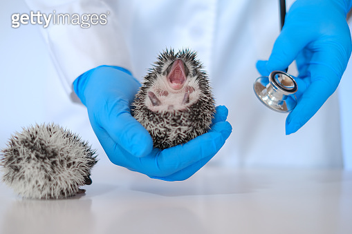 hedgehog health. pets in the hands of a veterinarian in blue medical ...
