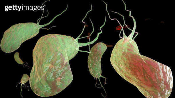 Helicobacter pylori illustration microaerophilic bacterium which ...