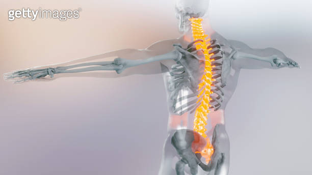 Spinal Cord Vertebral Column Cervical Vertebrae of Human Skeleton ...