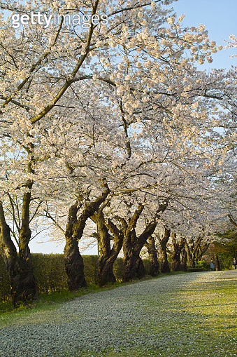Sakura in Miyuki Park (1432437241) - 게티이미지뱅크