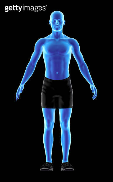 3D illustration of human anatomy of an ectomorph body (1366264483) - 게티 ...