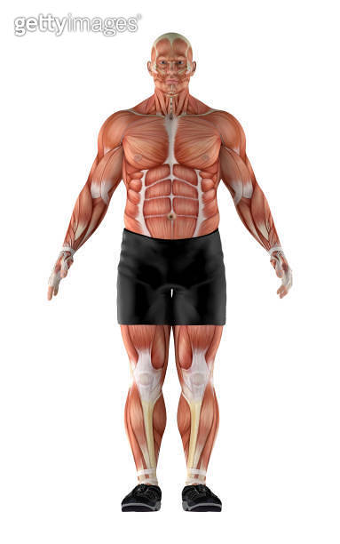 3D illustration of human anatomy, of an endomorph body of a man 이미지 ...