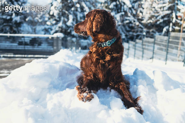 Cute and funny Irish Setter dog playing and jumping in the snow. Happy ...