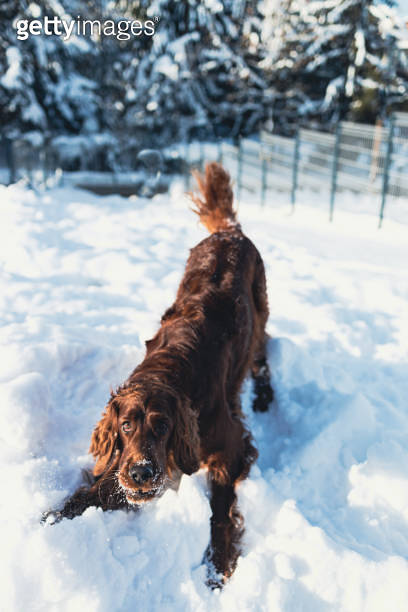 Cute and funny Irish Setter dog playing and jumping in the snow. Happy ...