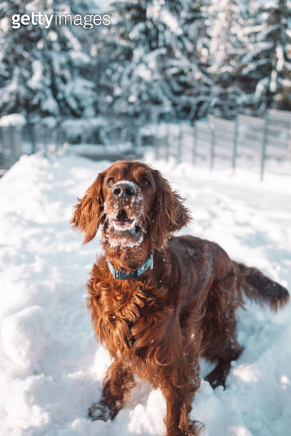 Cute and funny Irish Setter dog playing and jumping in the snow. Happy ...
