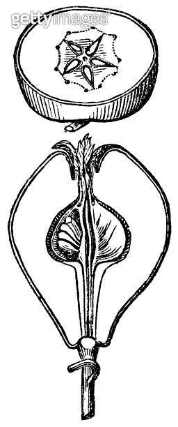 Pear Fruit (Pyrus) Transverse and Longitudinal Cross Sections - 19th ...
