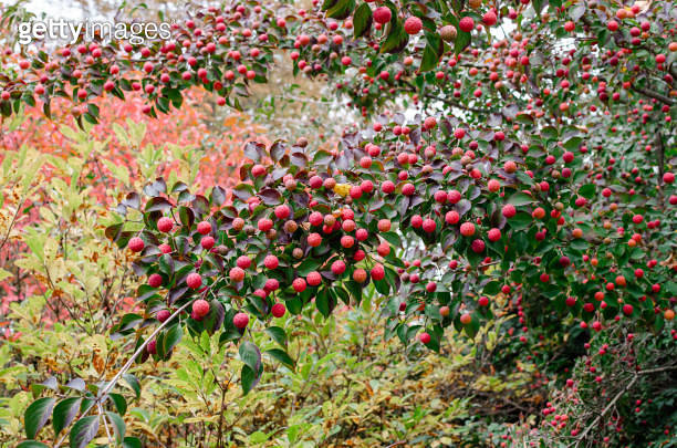 Cornus kousa "Schmetterling" - Bright Red Autumn Fruit on a Cornus ...