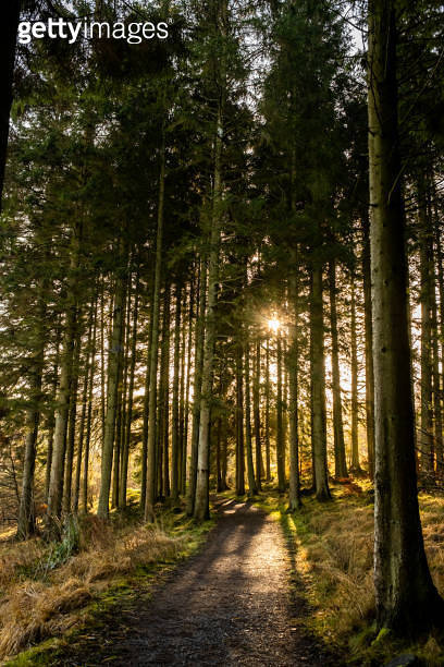Kielder England: Warm sun shining through trees in beautiful Keilder ...