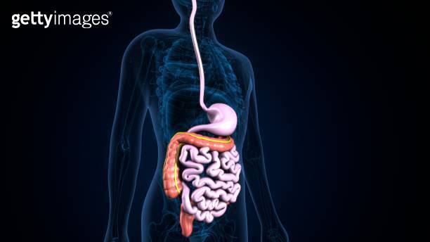 3d illustration of human body organs system anatomy. 이미지 (1368174096 ...