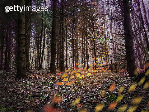 Border frame of autumn leaves falling in mystical dreamy forest in ...