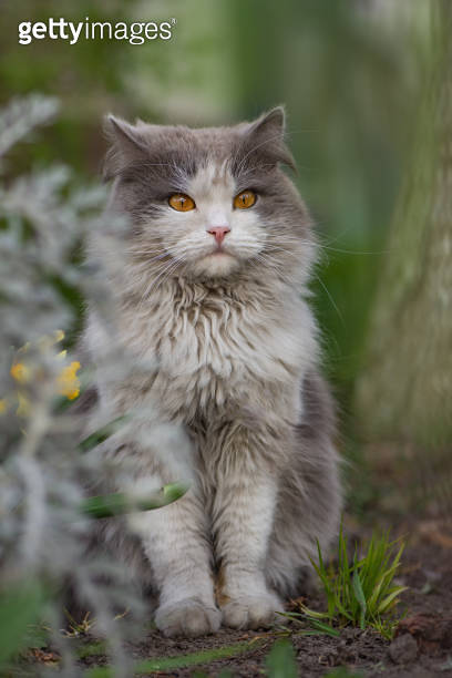 Young cat on a beautiful spring day. Young cat enjoys spring in the ...