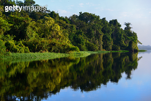 Early morning on the dense, rainforest-lined Guaporé-Itenez river 이미지 ...
