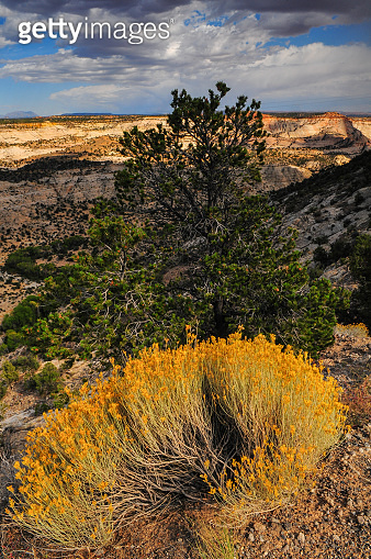 The sandstone landscape on The Hogback stretch of Utah Scenic Highway ...