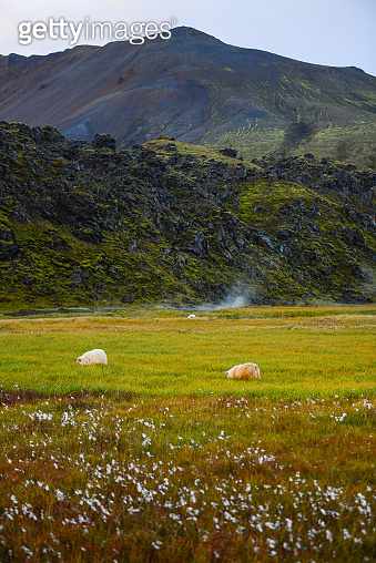 Icelandic sheep grazing near a hot spring and a lava field in ...