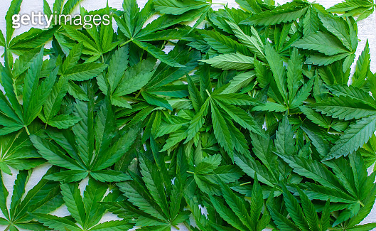 Background of a heap of leaves of marijuana cannabis texture. 이미지 ...