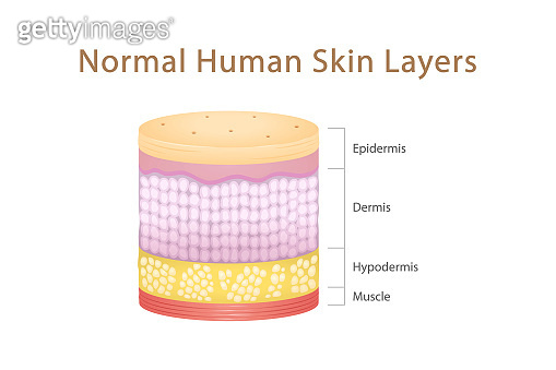 Normal Human Skin Layers Cylinder with Muscle (1403626314) 일러스트, 무료 ...