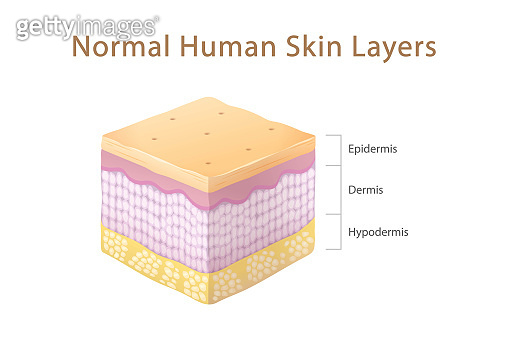 Normal Human Skin Layers Isometric Cube (1387402473) 일러스트, 무료 일러스트 - 게티 ...