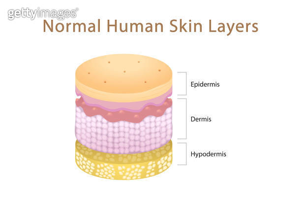 Normal Human Skin Split Layers Isometric Cylinder 이미지 (1402799120) - 게티 ...