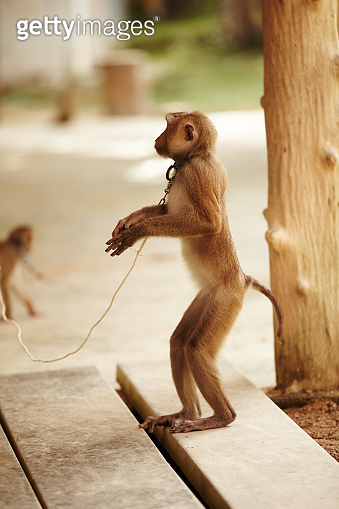 Monkey in captivity being exploited by human greed. Primate forced to ...