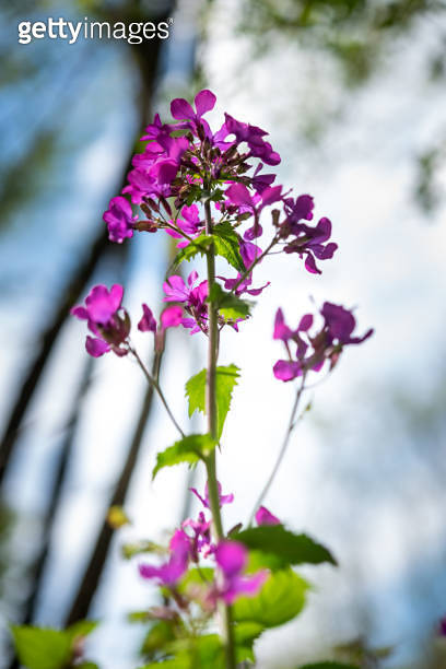 Pink Flower of Honesty Lunaria Annua Blooming in Springtime Forest 이미지 ...