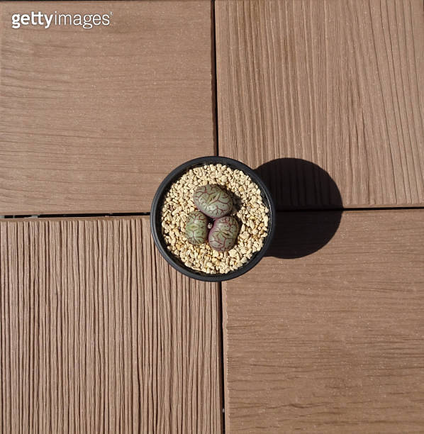 Succulents in the rooftop garden. Conophytum minimum wittebergense ...