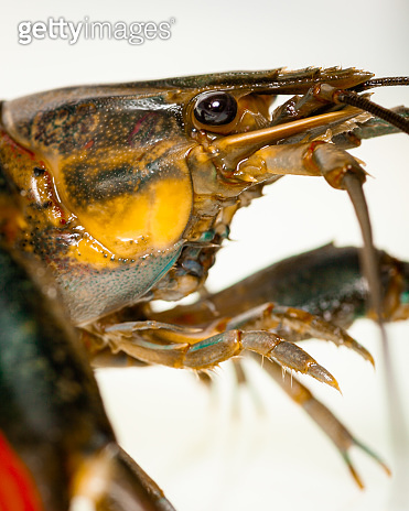 Extreme close up vertical photo of green and yellow crayfish with red ...