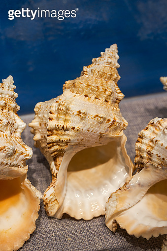 Conch specimens of large marine shells in various shapes (1448757695 ...