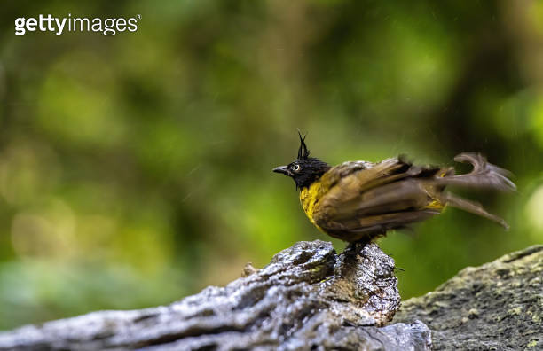 The Black-crested bulbul flapping wings after bathing and perching on ...