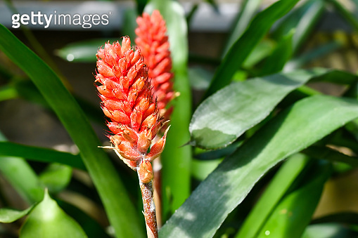 Flower of 'Aechmea Cylindrata' plant (1407983626) - 게티이미지뱅크