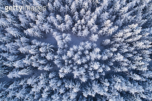 An aerial view on winter wonderland snowy boreal coniferous forest with frosty pine and spruce ...