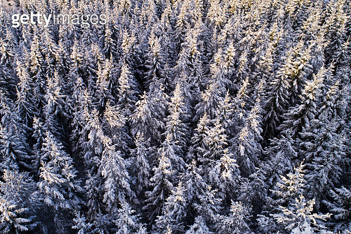 An aerial view on winter wonderland snowy boreal coniferous forest with frosty pine and spruce ...